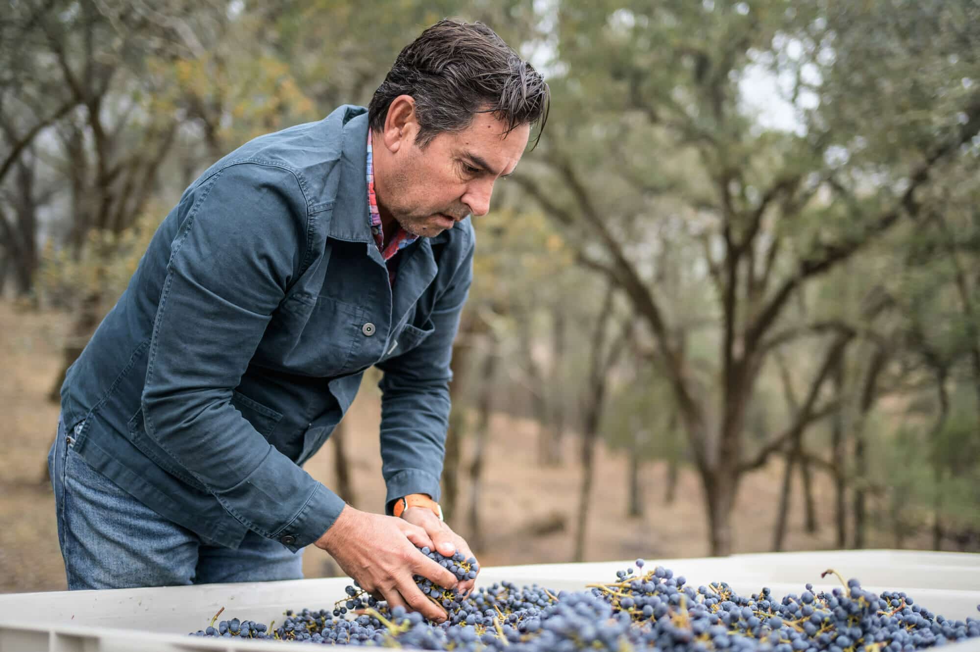 Winemaking - Arborum