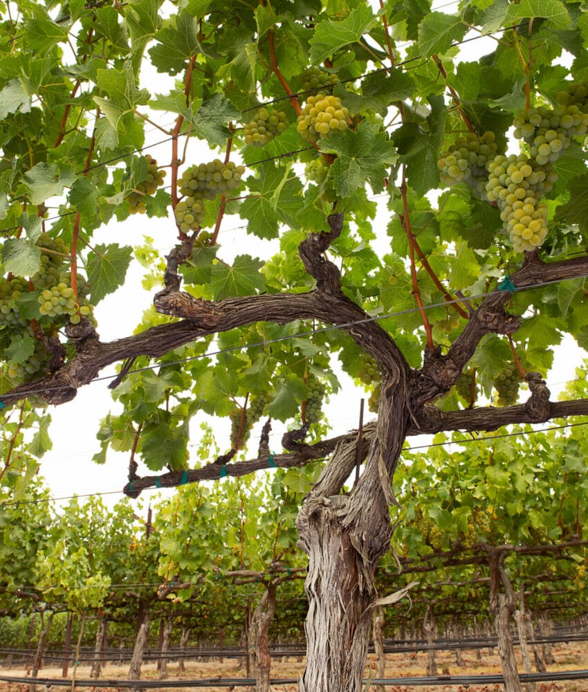 Proprietary White Wine - Arborum