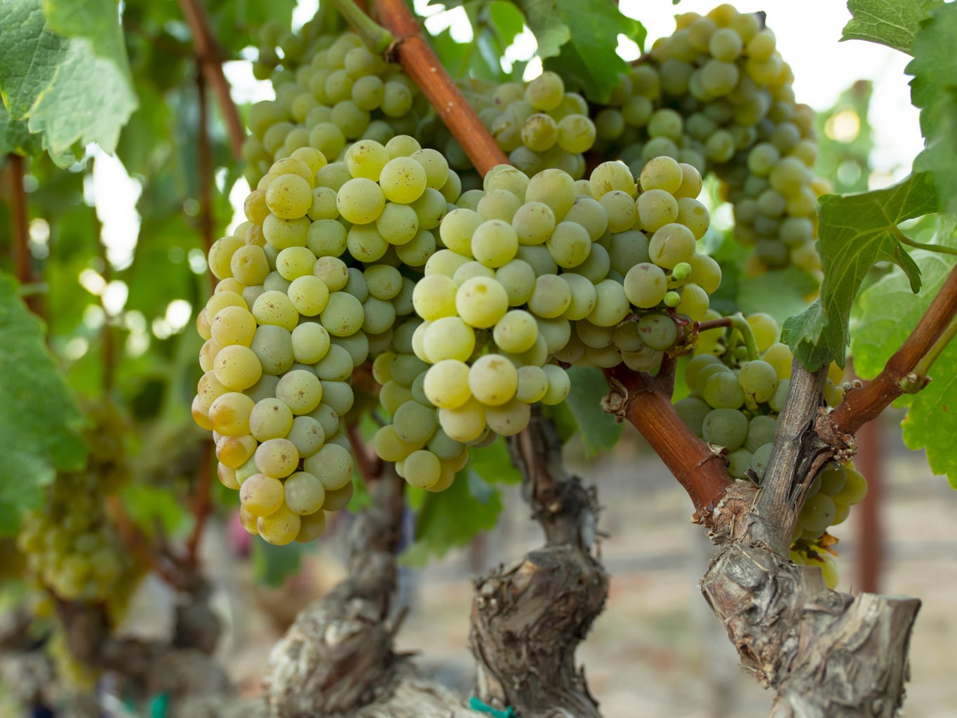 Proprietary White Wine - Arborum