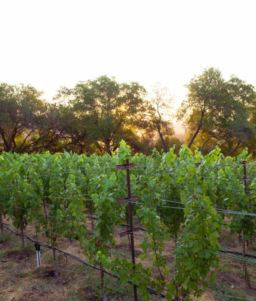 Hidden Key Vineyard - Arborum